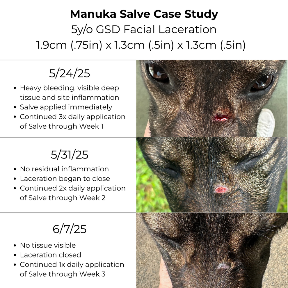 Manuka Honey Healing Salve for Dogs, Horses & Humans – The Hoof & Paw Co.